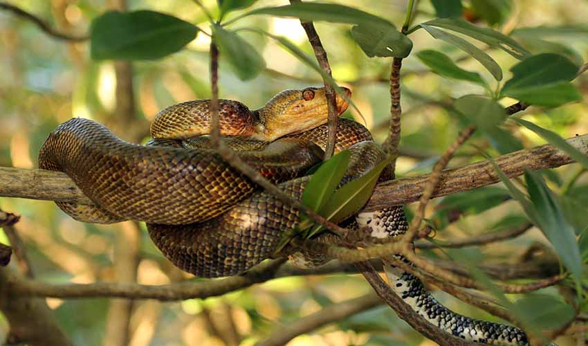 Cook's tree boa facts, distribution & population | BioDB
